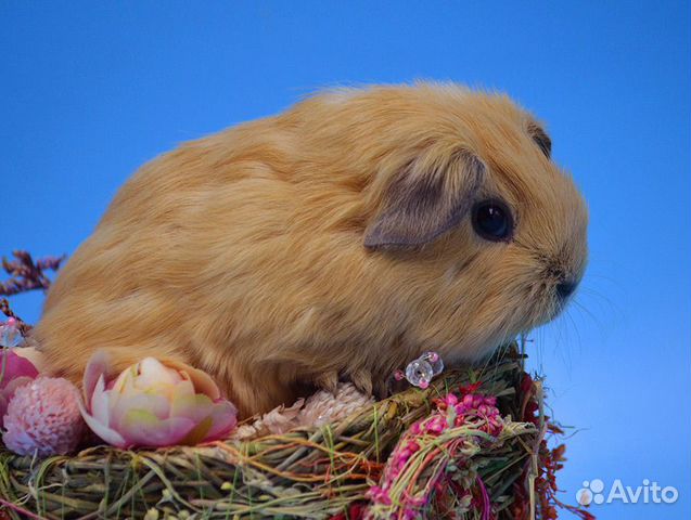 Малыш мальчик морской свинки калифорния