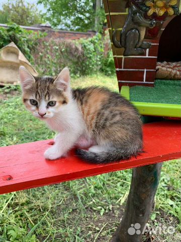 Кошечки, в добрые руки