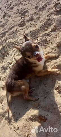 Собаки чихуахуа мини на вязку