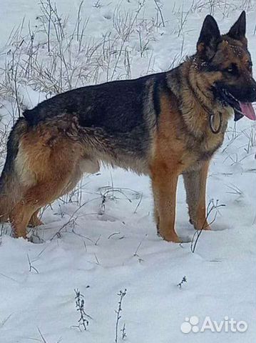 Немецкая овчарка