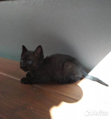 Котята в добрые руки бесплатно