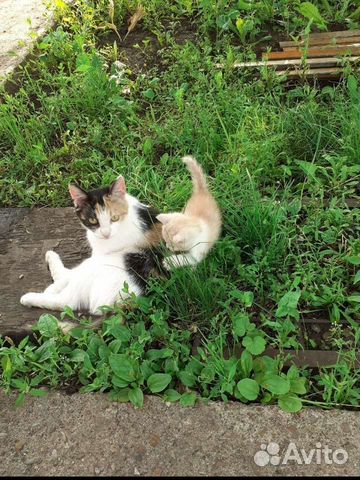 Рыжий котенок в добрые руки