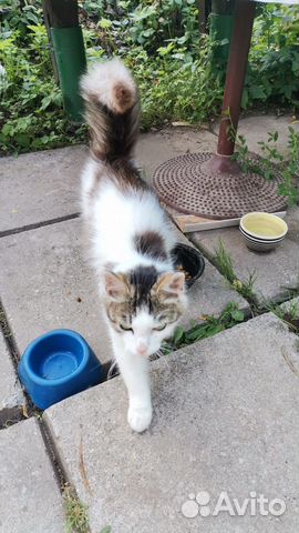 Котенок подросток кот