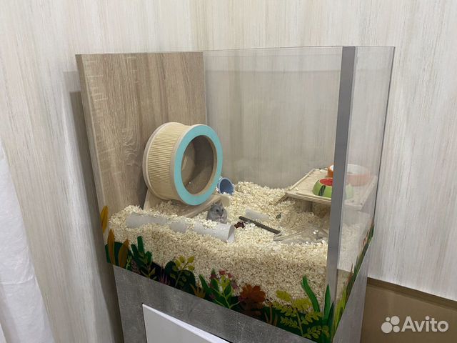 Хомяк со шкафом-витриной и приданым