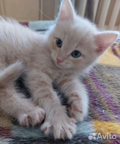 Котята ищут дом и любимых людей