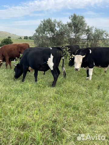 Бычки и быки 1 год и 2 г
