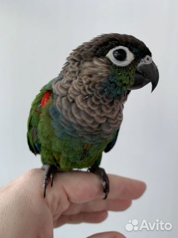 Попугаи пиррура