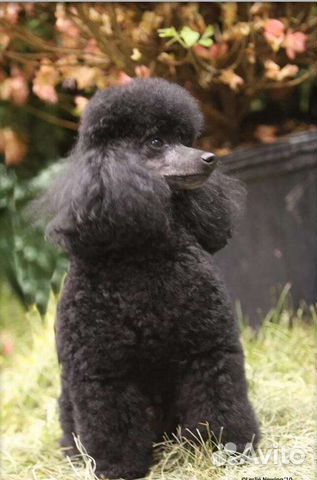 Карликовый пудель девочка