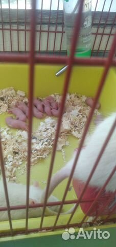 Декоративные крысята