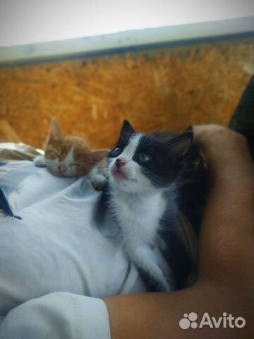 Котята в дар