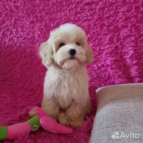 Мальтипу щенок