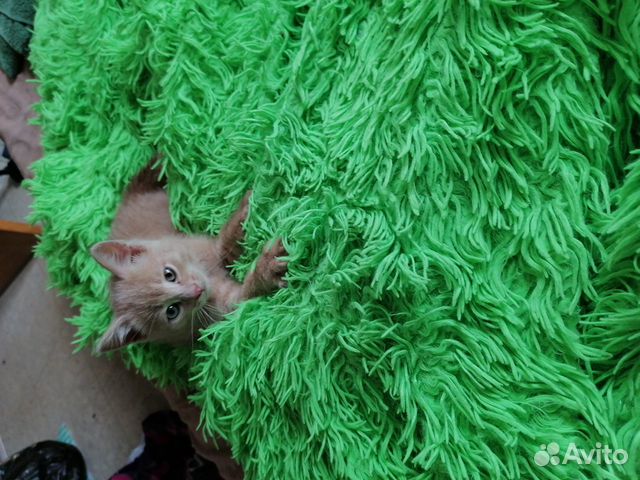 Котенок бежевый