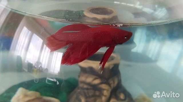 Рыбка петушок