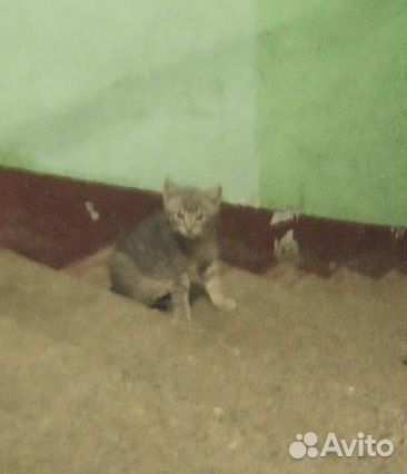 Нежная дымчатая котомалышка ищет добрую семью