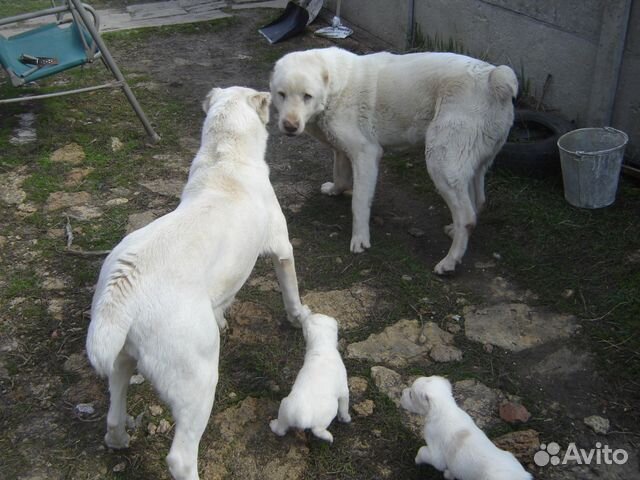 Белые алабаи