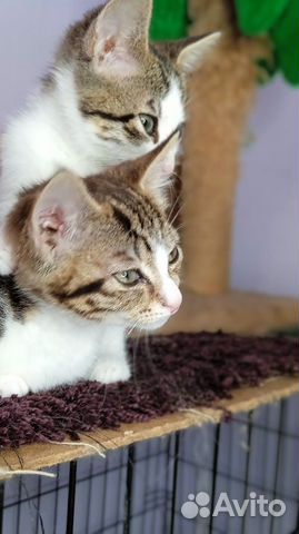 Котята из леса