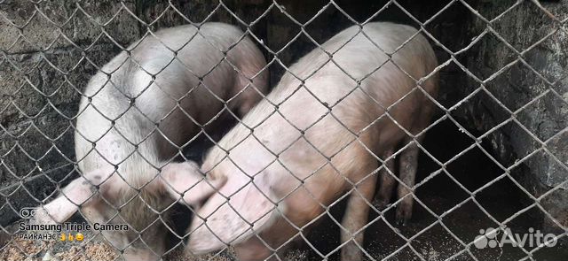 Ландрас свинка