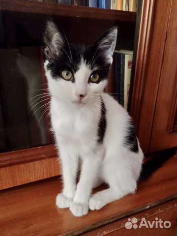 Котенок мальчик в добрые руки