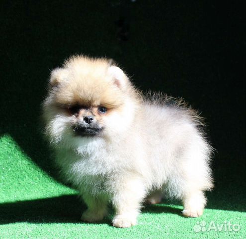 Померанский шпиц