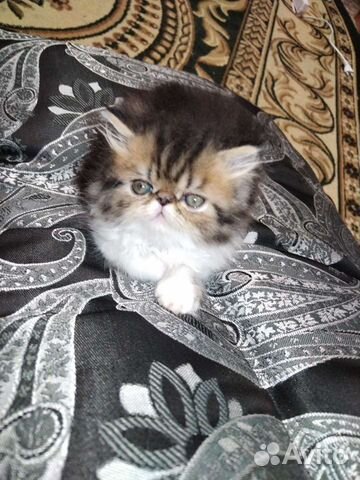 Персидские котята