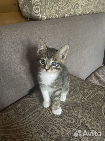 Кошки