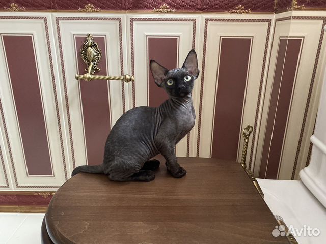 Девон-рекс черный котик Лукас