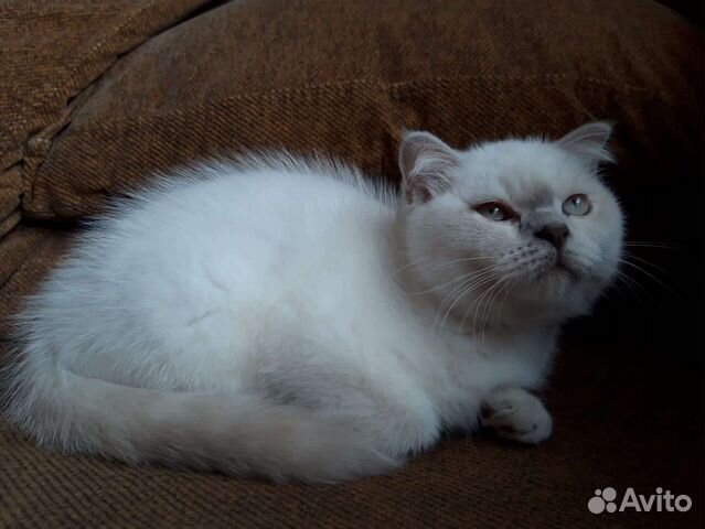 Шатланский котёнок (девочка)