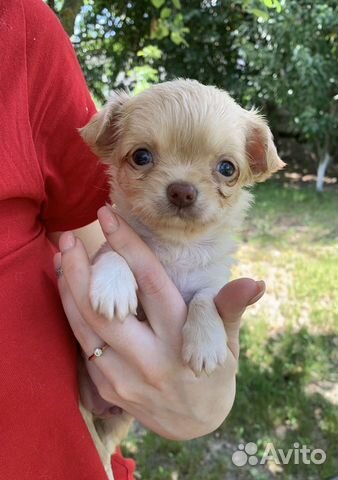 Маьчик шоколадный носик