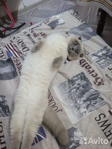 Британский кот вязка