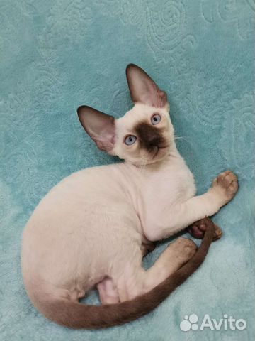 Котенок корниш-рекс