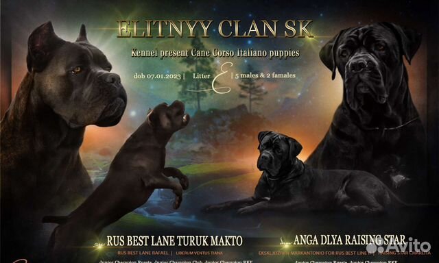 Элитные щенки Кане Корсо