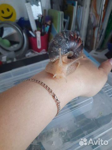 Улитка Ахатина