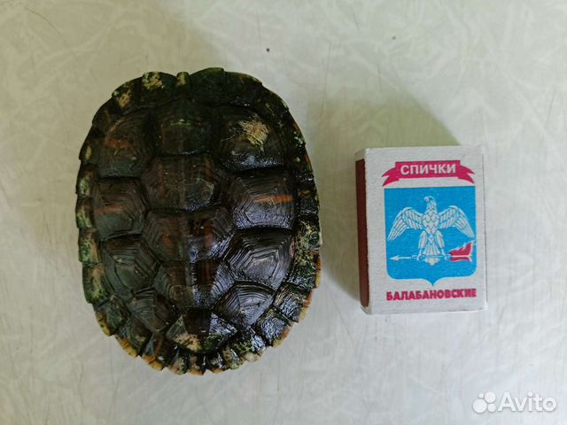 Красноухая черепаха с аквариумом