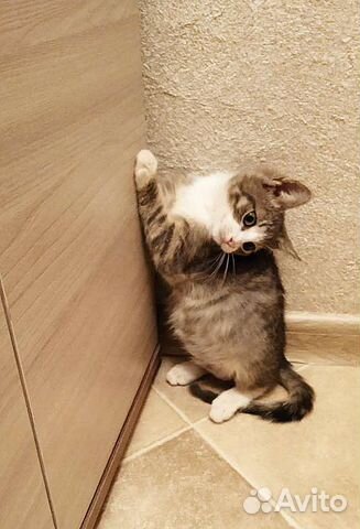 Котёнок