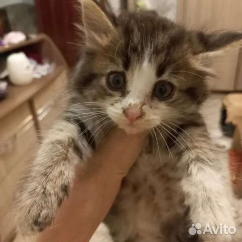 Пушистый Котенок