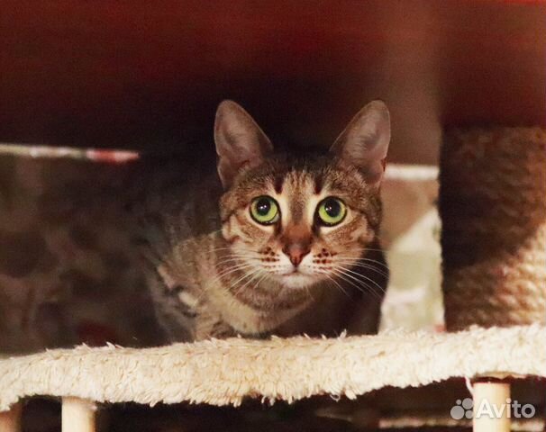 Кошечка Варя