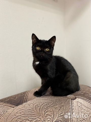 Стеснительная кошечка Шпулька ищет семью