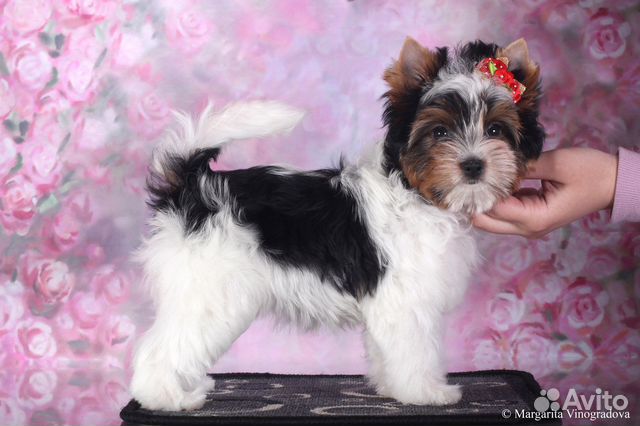 Яркая красавица,подрощенная дев 7мес