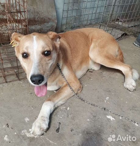 Дункан ищет дом