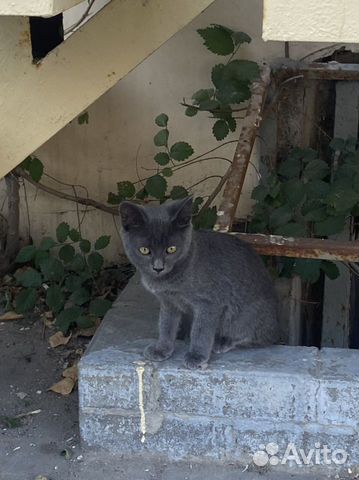 Котики русская голубая (помесь) бесплатно отдам