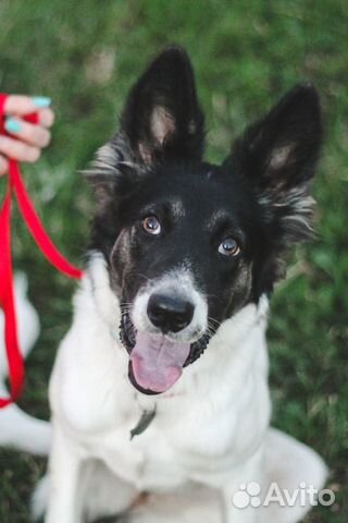 Луна ищет дом