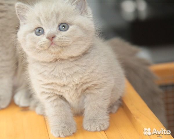 Британские красавцы