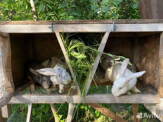 Кролики великаны