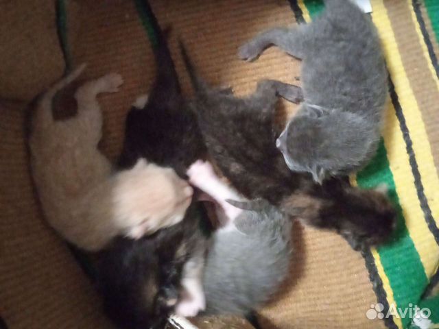 Новорожденные котята, в добрые руки