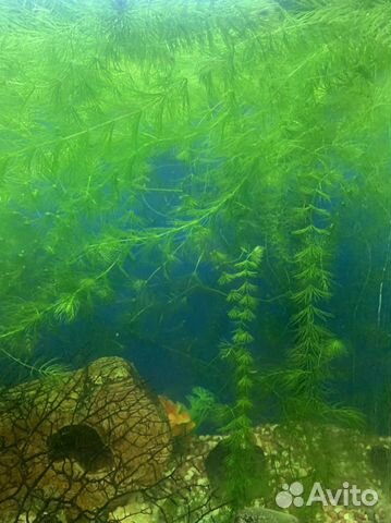 Аквариумное растение. Живые водоросли
