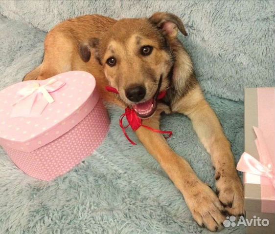 Щенок девочка, 4, 5 мес., ищет дом