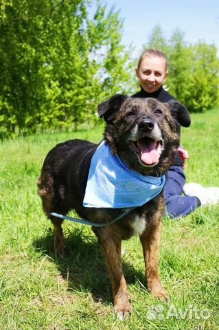 Собачке Баллин нужен теплый дом