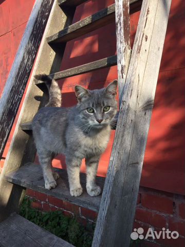 Кот