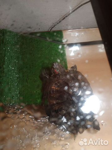 Красноухая черепаха