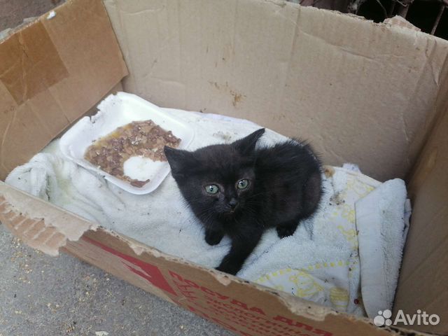 Чёрный Комок может погибнуть